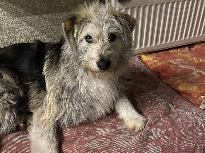 Собака в добрые руки