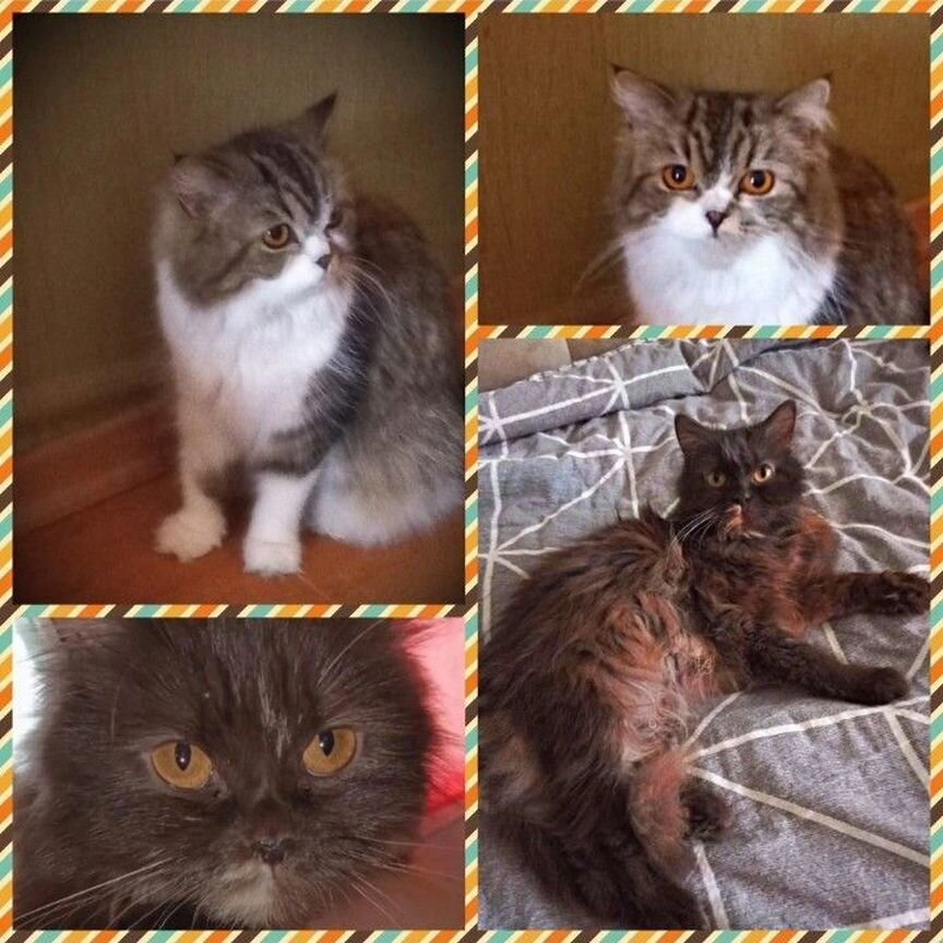 Котята Безымянные