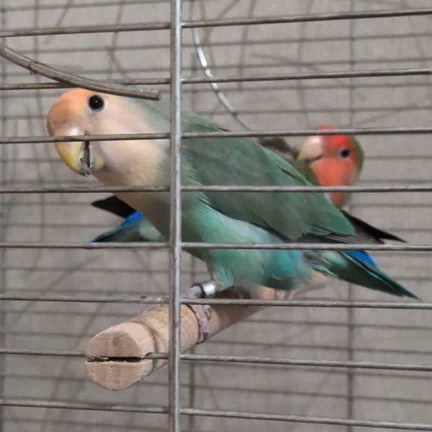 Попугаи-неразлучники