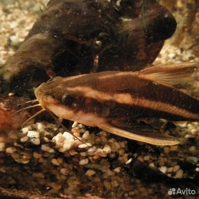 Сомики платидорас и анциструс (бронь)