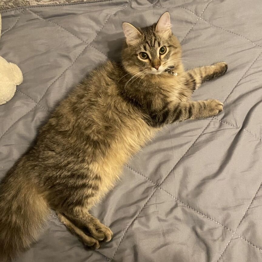 Котенок 5-6 месяцев