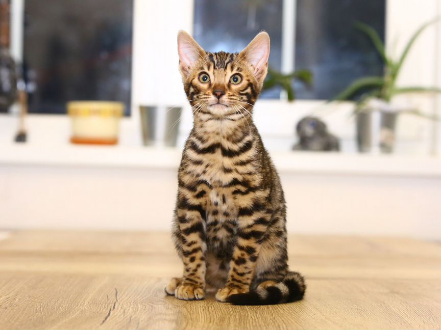 Яркая бенгальская малышка 2,5мес