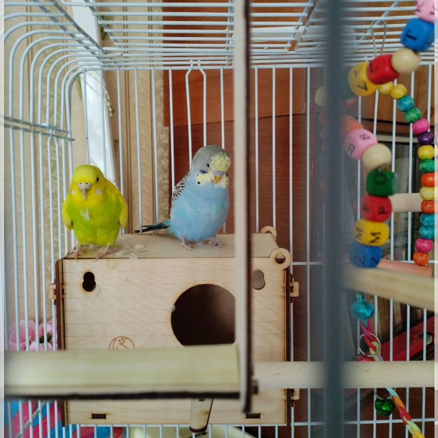 Волнистый попугай