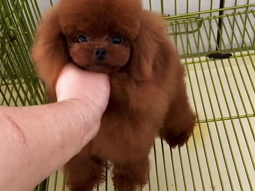 Тедди пудель Китай