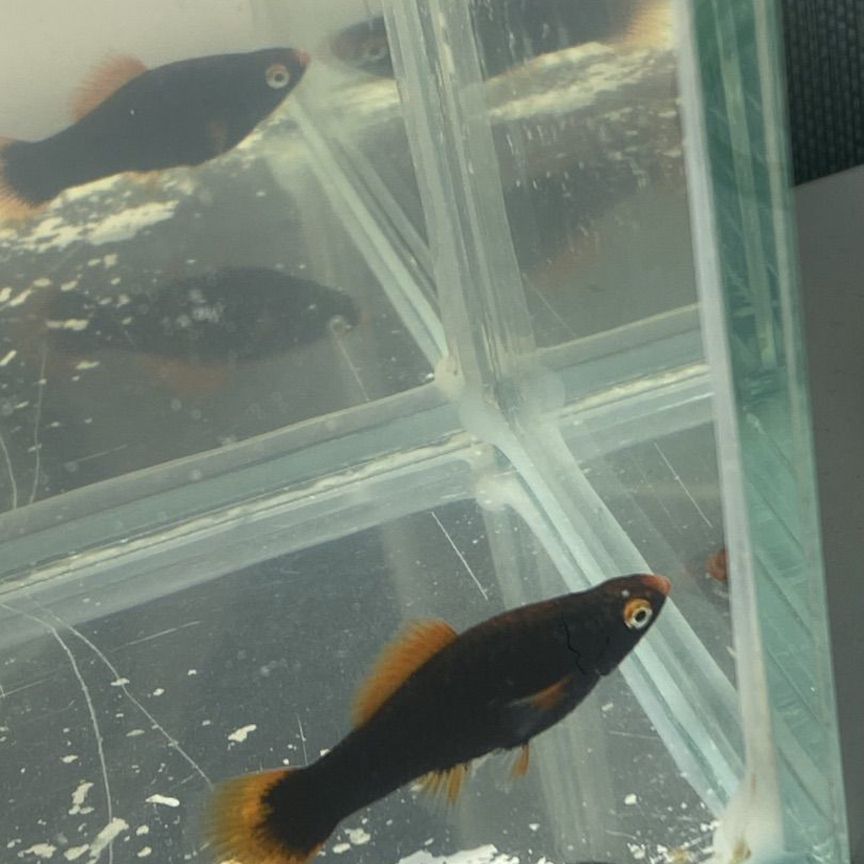 Аквариумные рыбки