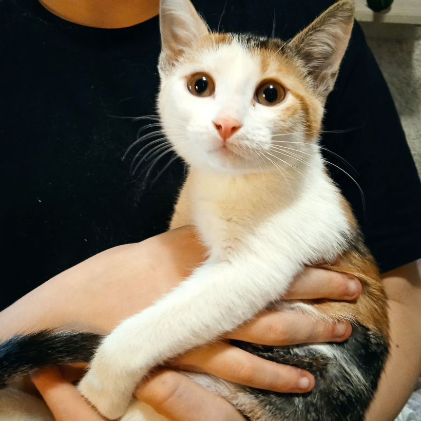 Котенок 4,5 мес