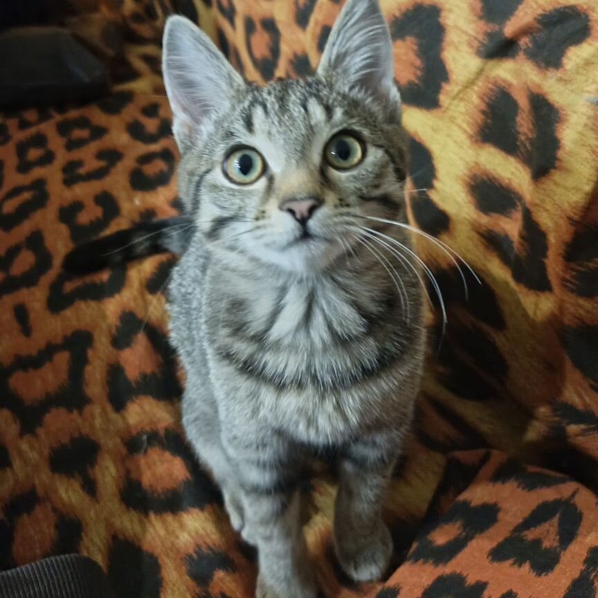 Сибирский котёнок