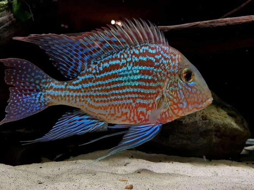 Геофагус Свени Рио Парана