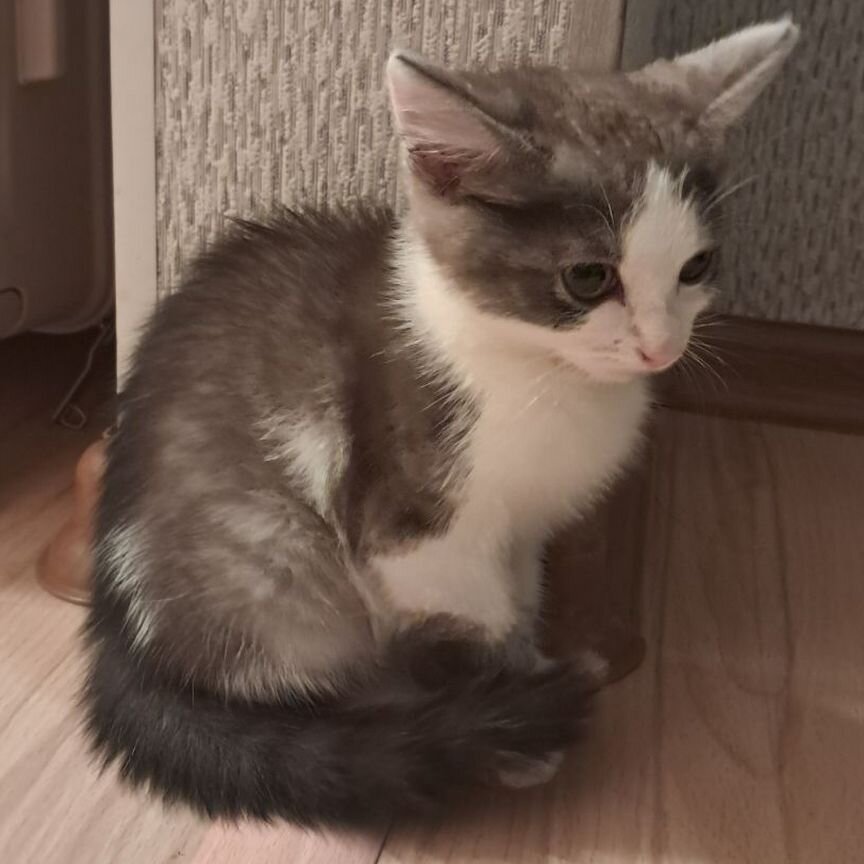 Котенок девочка в добрые руки, очень ласковая