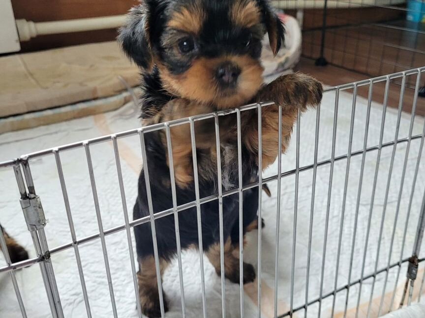 Йоркширский терьер щенки