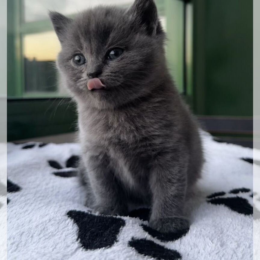 Шотландский прямоухий длинношёрстный котёнок