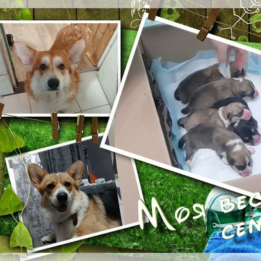 Вельш Корги Пемброк, щенок