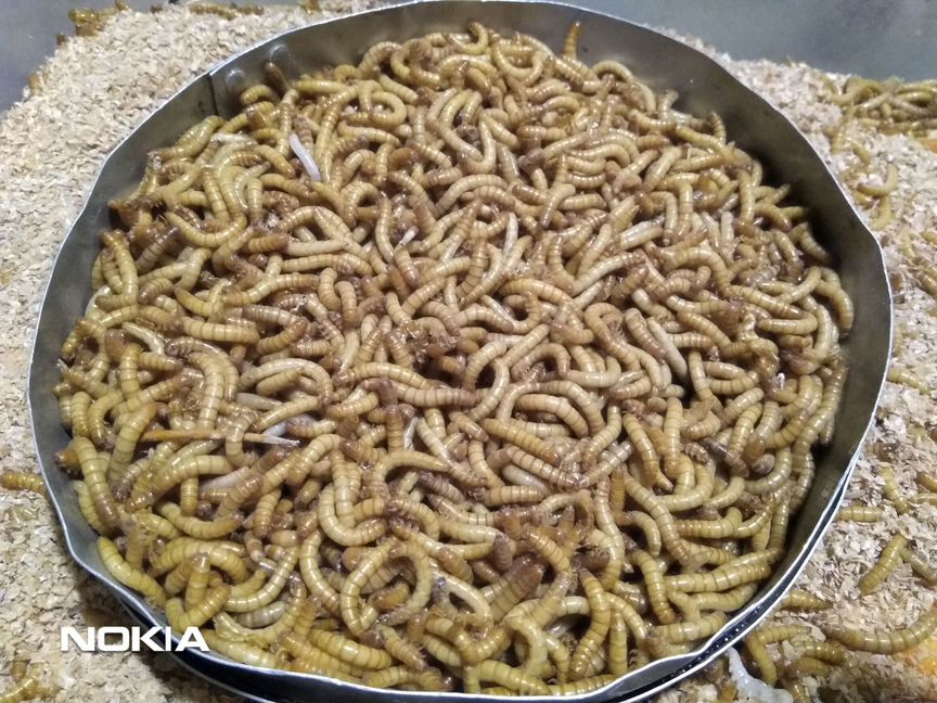 Мучной червь живой