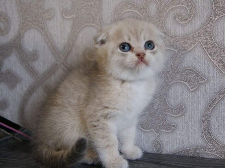 Шотландские золотые котятки