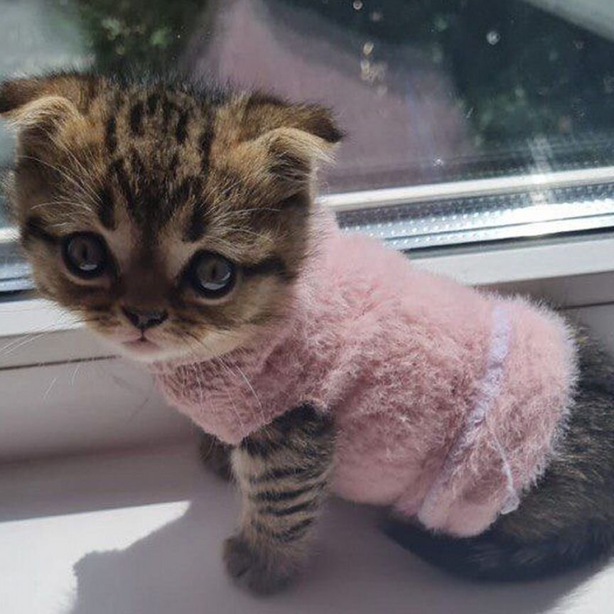 Шотланский вислоухий котенок