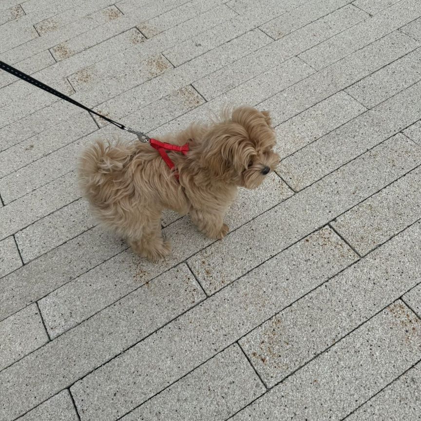 Щенки мальтипу f1 цвет camel