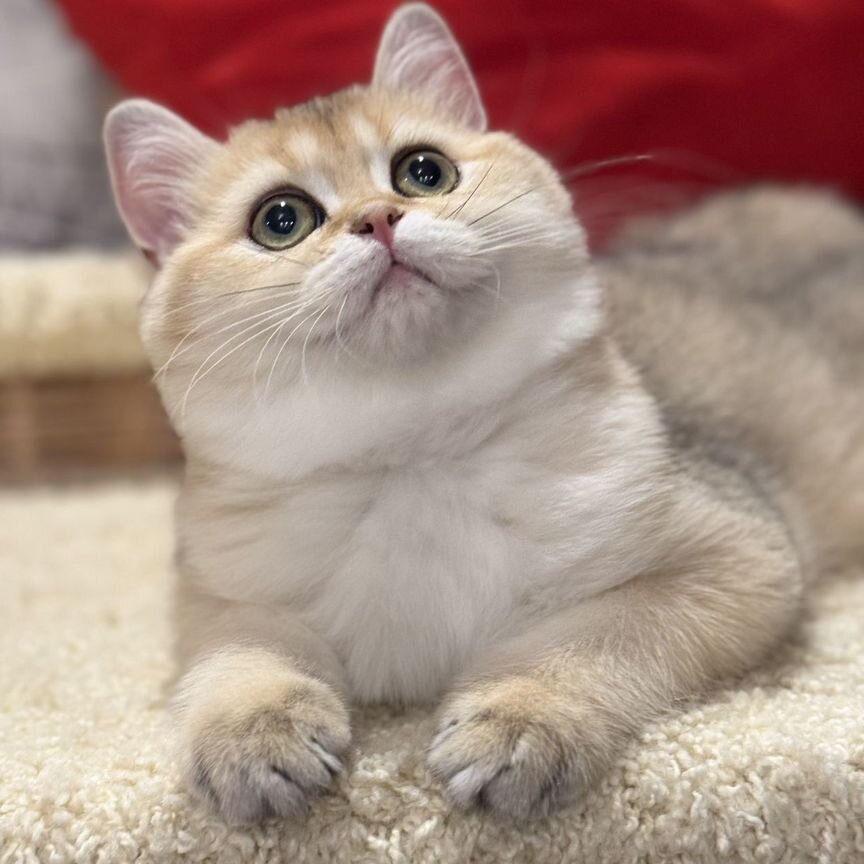 Британский короткошёрстный котёнок