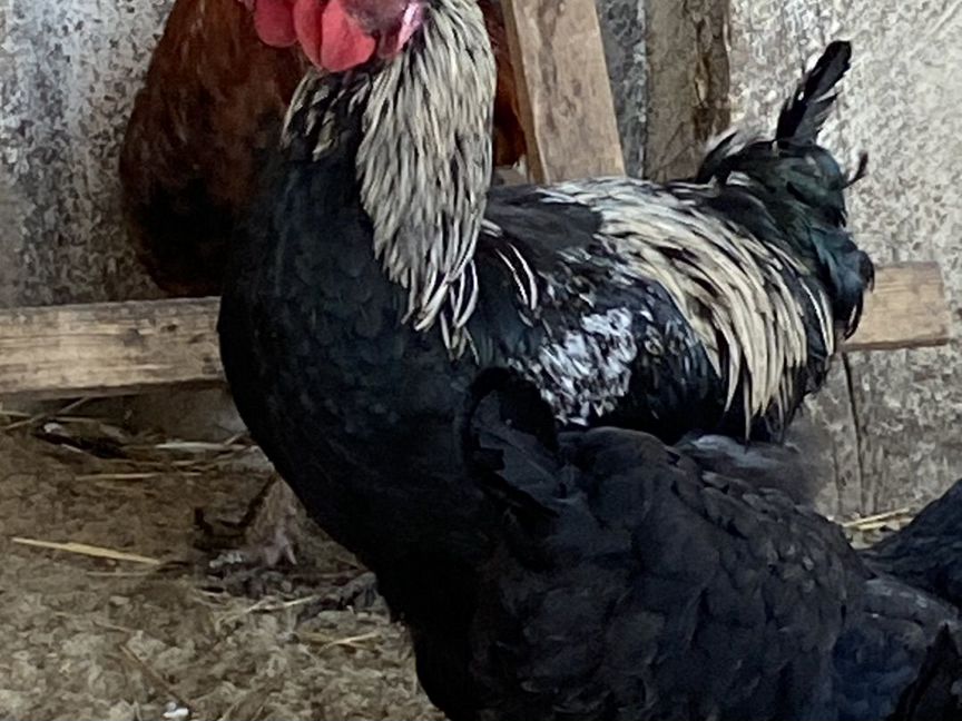 Петухи породы Брамма