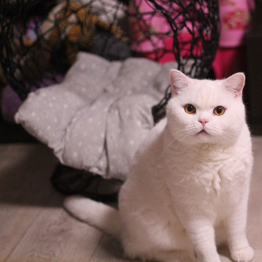 Британский короткошёрстный кот, взрослый