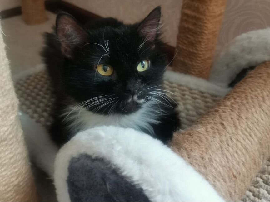 Котик в добрые руки