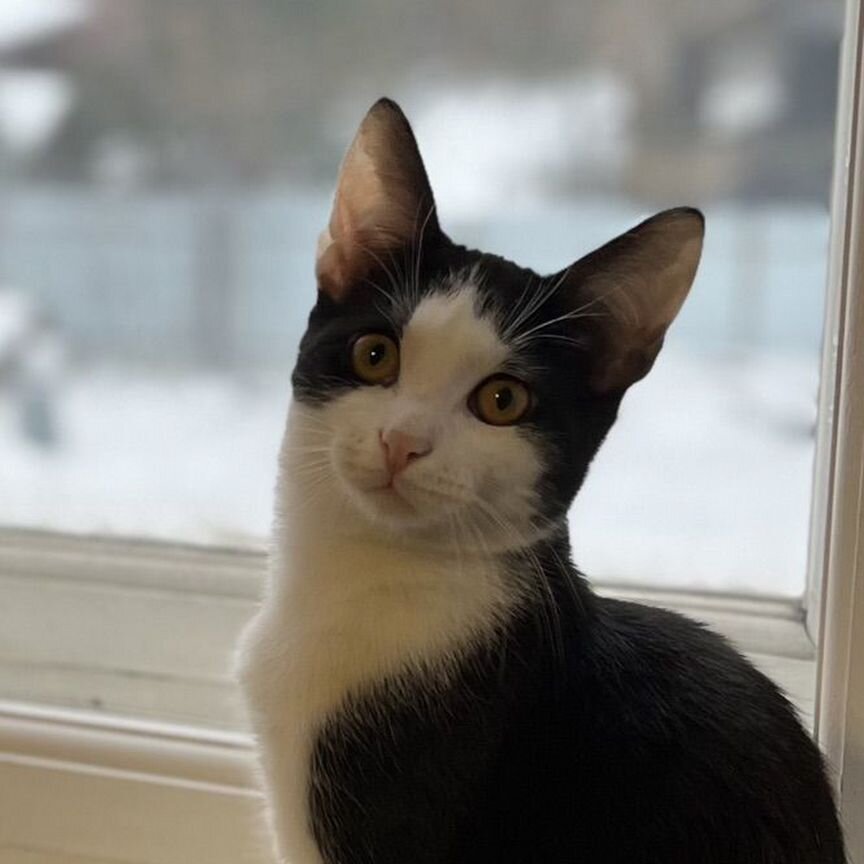 Котенок с дачи