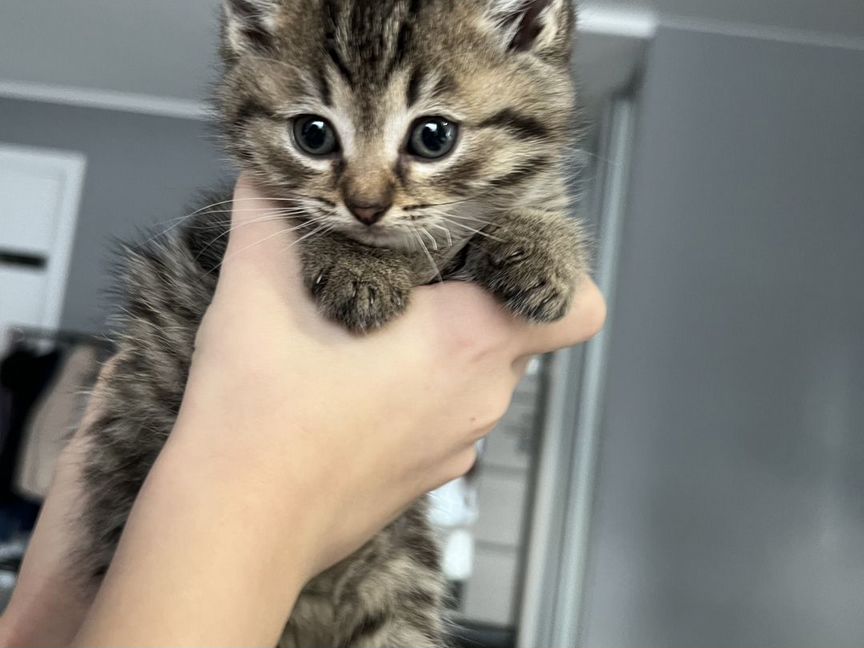 Прекрасные котята