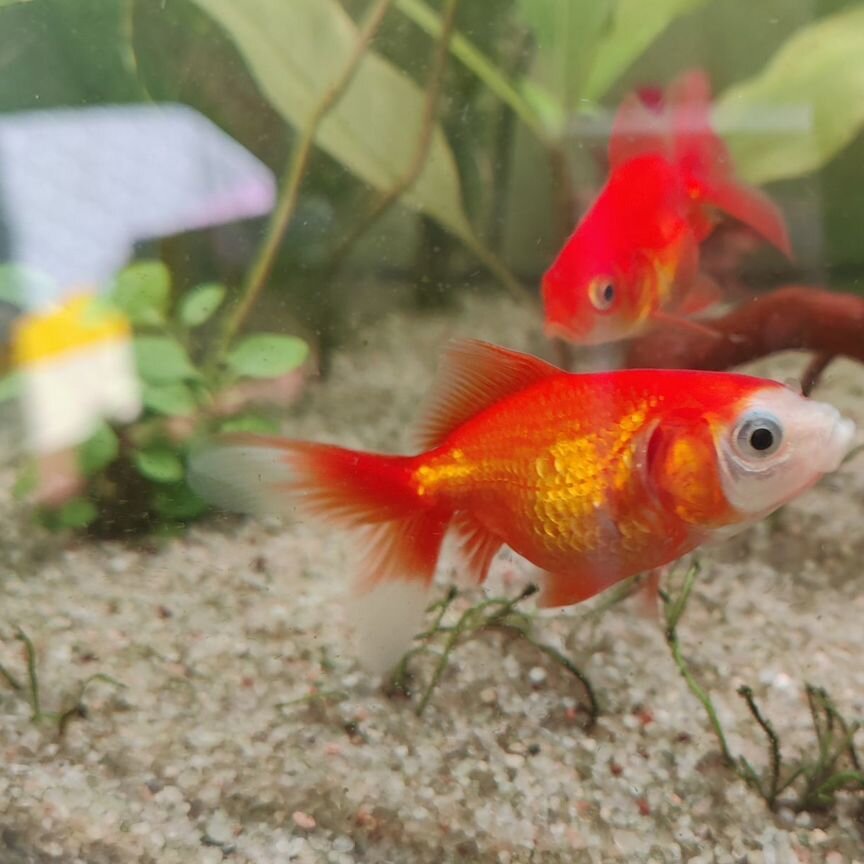 Золотые рыбки, Риукин