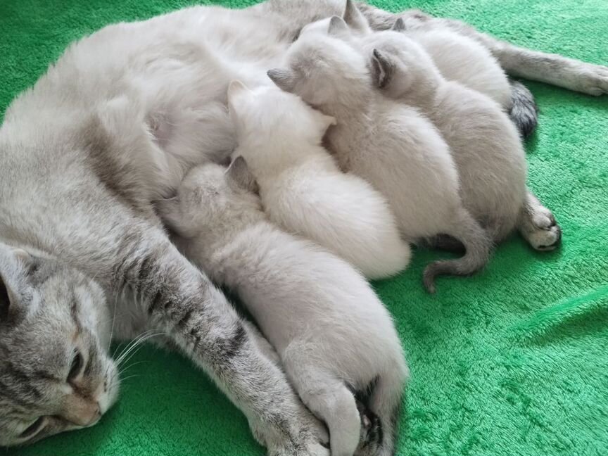 Отдам породистых котят в добрые руки