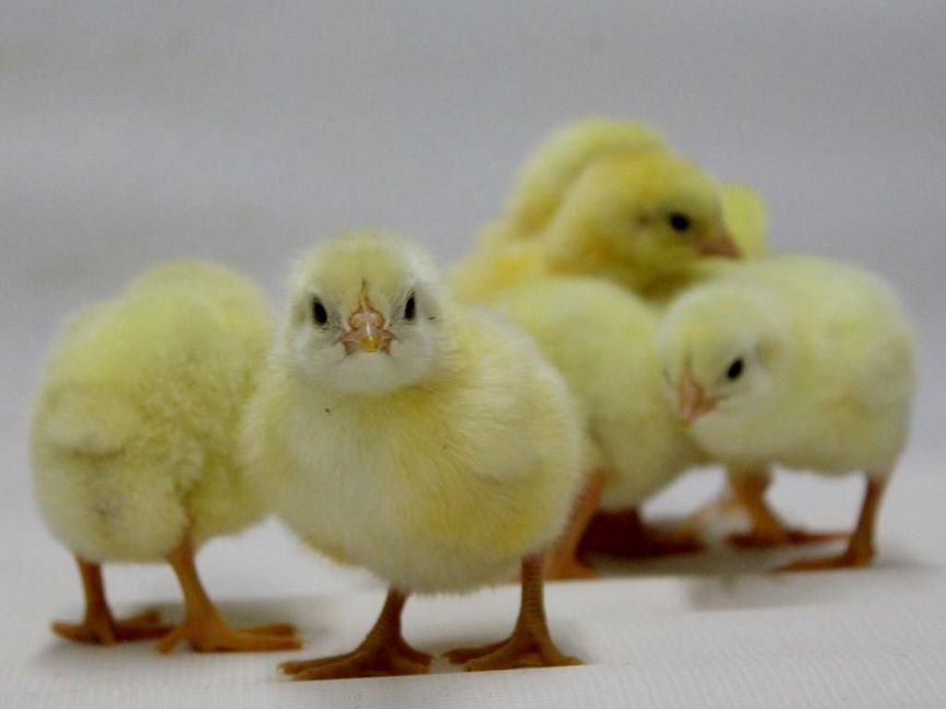 Продам цыплят бройлеров