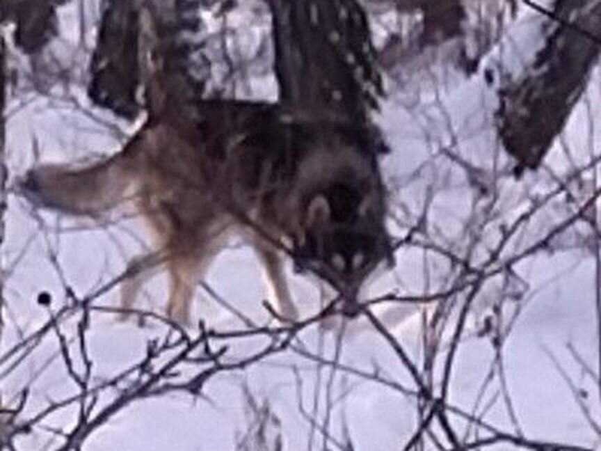 Волкособ ищет подругу