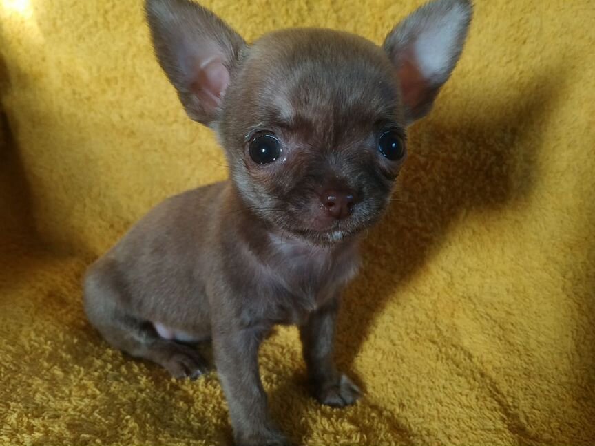 Малютка чихуахуа
