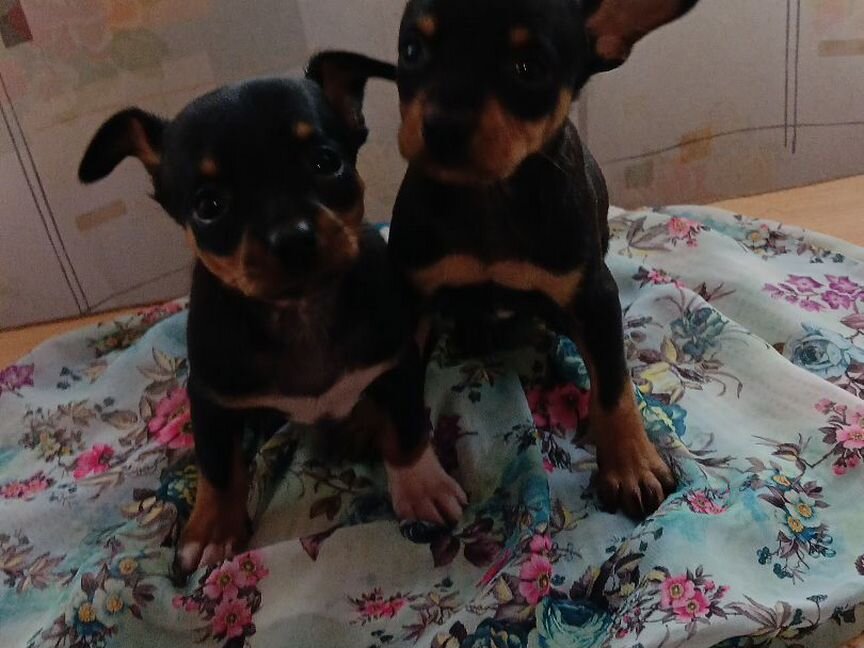 Щенки тойтерьера