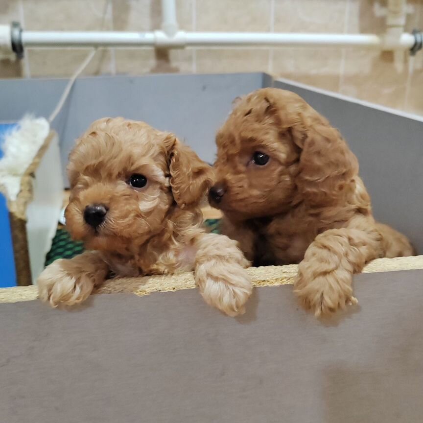 Той-пудель мальчик