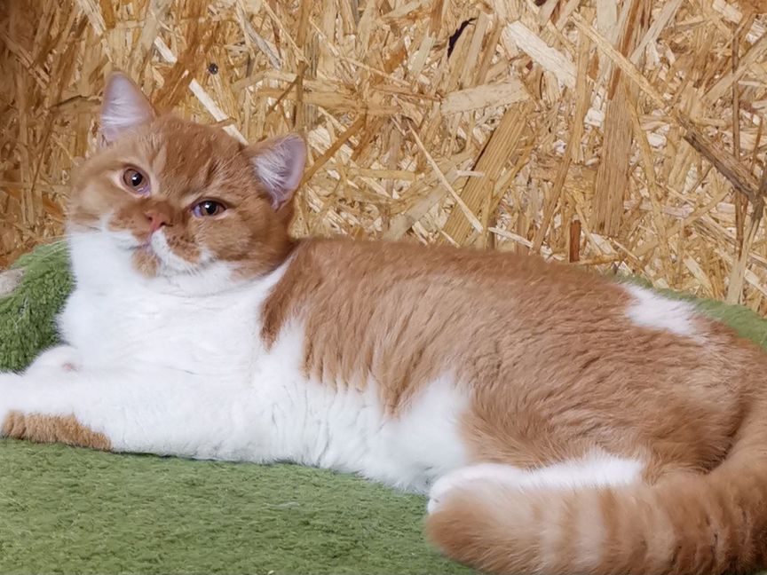 Рыжая белая британская кошка