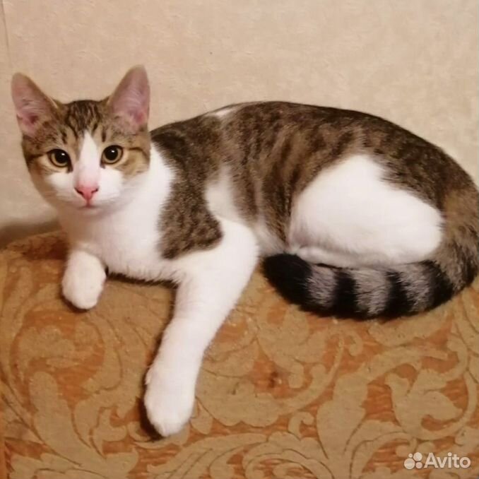 Спасенный котенок ищет дом