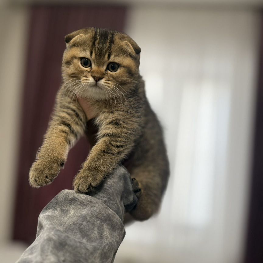 Котенок британской золотой шиншиллы