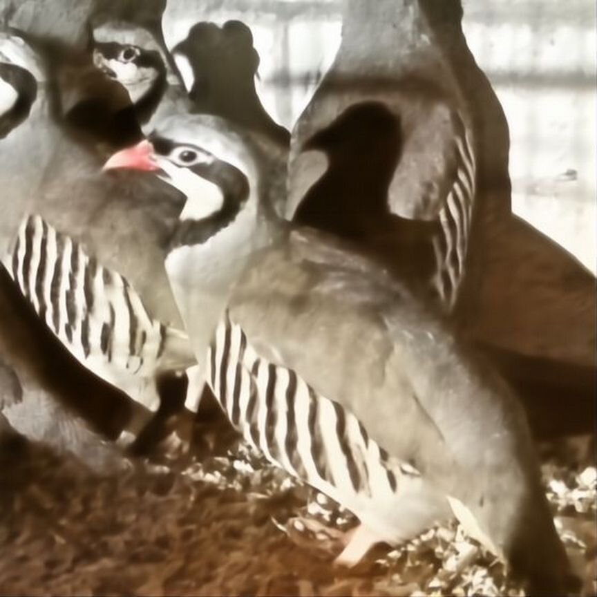 Продаются Куропатки Дикие