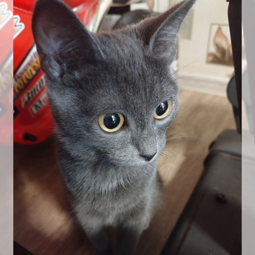 Котёнок от частного владельца