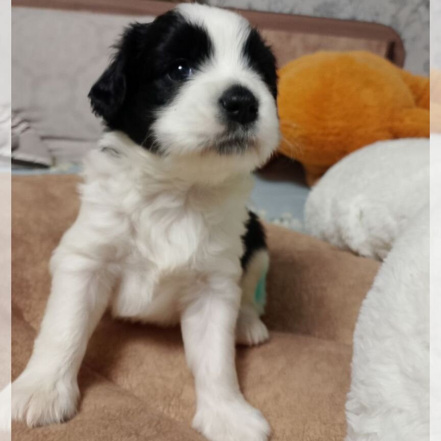 Американский кокер-спаниель, щенок