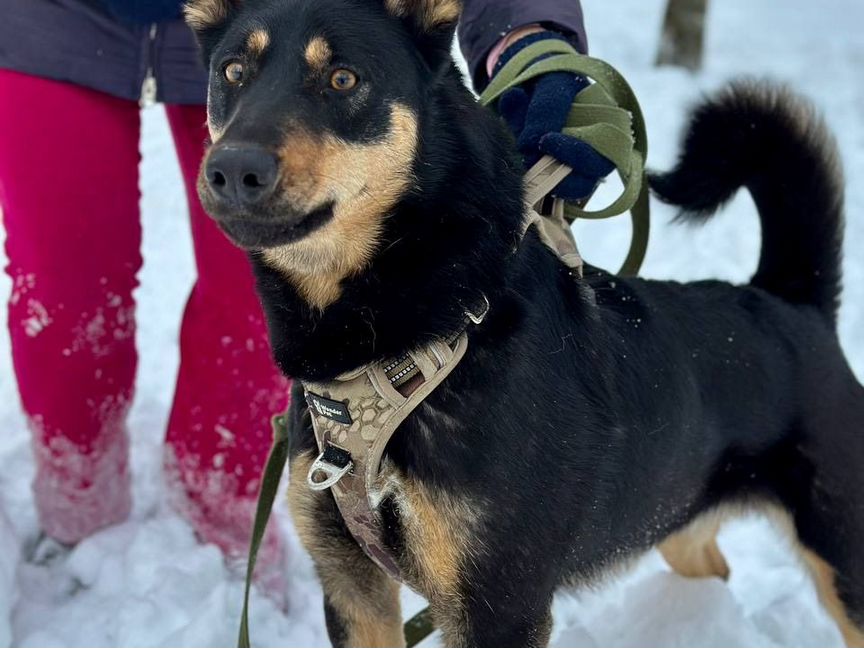Собака в добрые руки