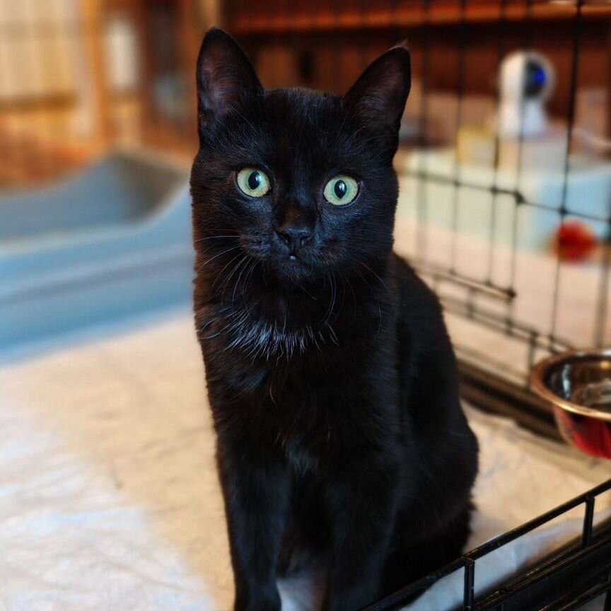 Черный котенок в добрые руки