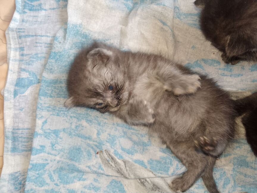 Вислоухие котята, чистокровные, родились 7 мая