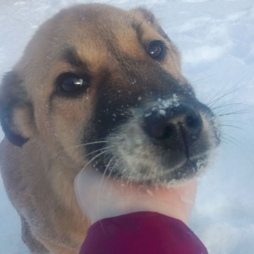 Щенки алабая