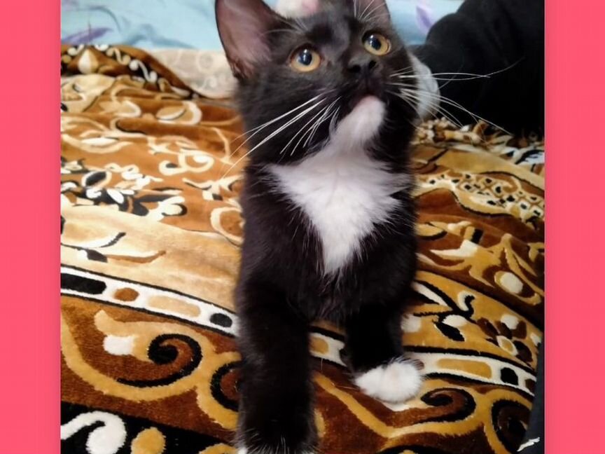 Котенок, мальчик 4,5 мес