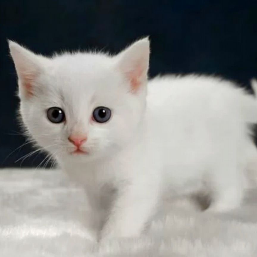 Белые котята Скоттиш Страйт