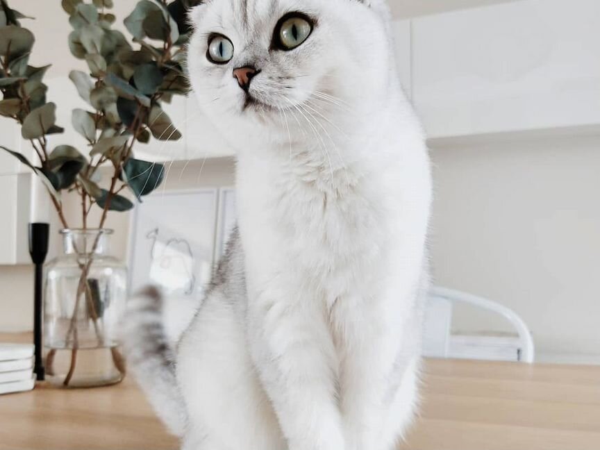 Шотландская вислоухая кошка мальчик кот