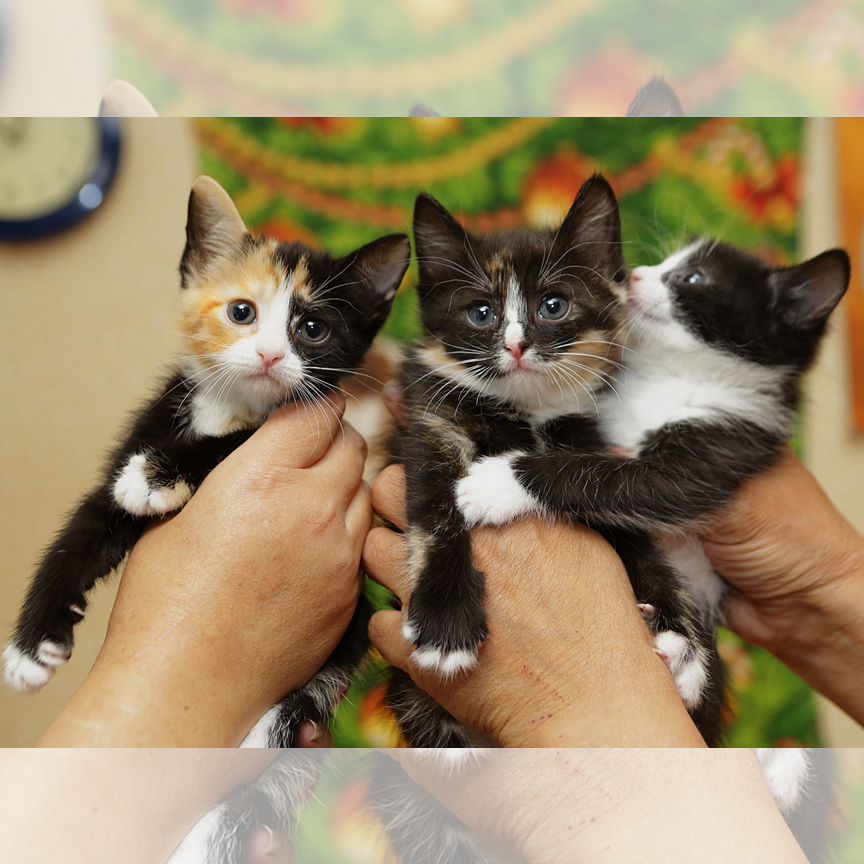 Котята