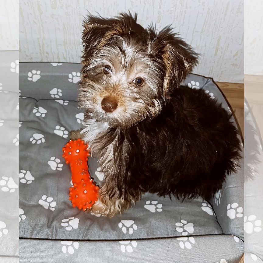 Йоркширский терьер, щенок