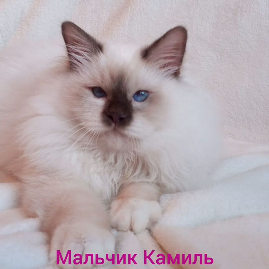 Священная бирма- котята