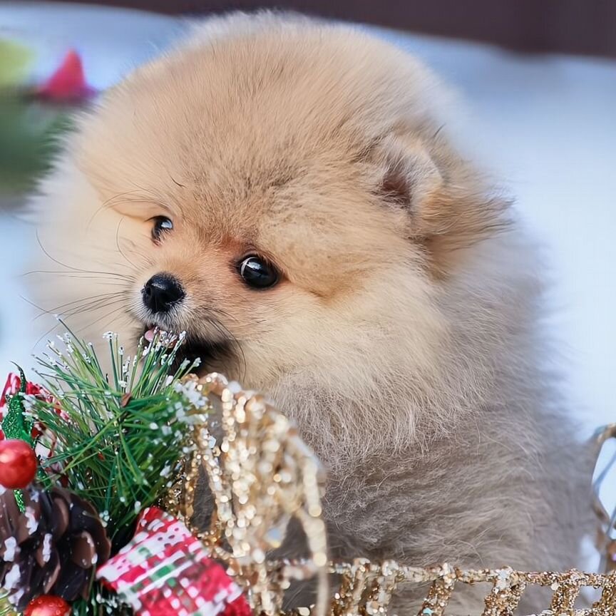 Померанский шпиц, щенок